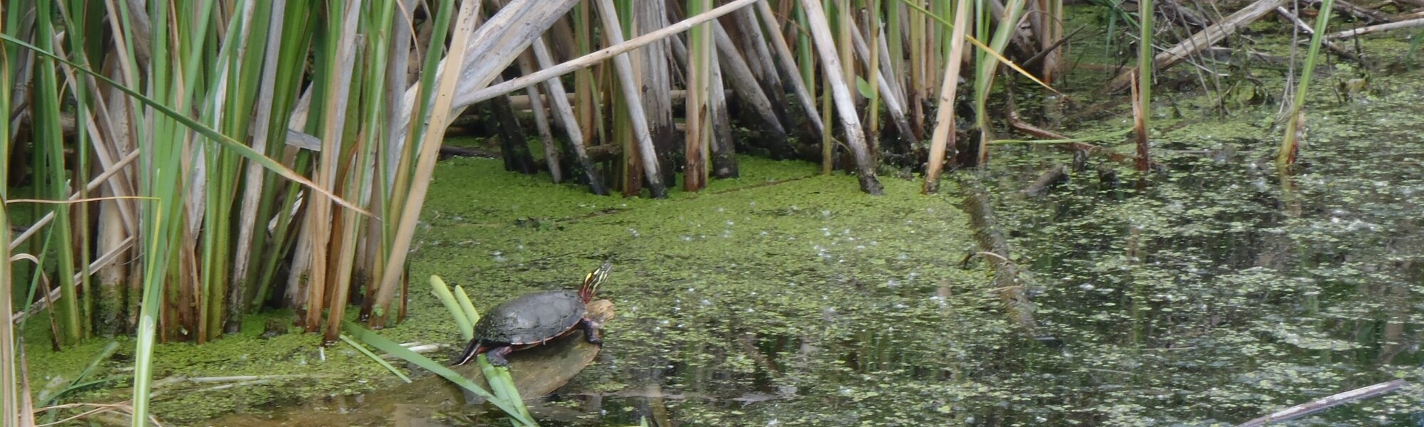 Groundwater in Crisis? Addressing Groundwater Challenges in Michigan as ...